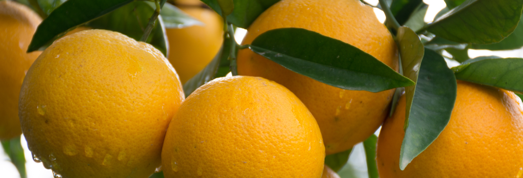 Agricitrus | Laranja Folha Murcha